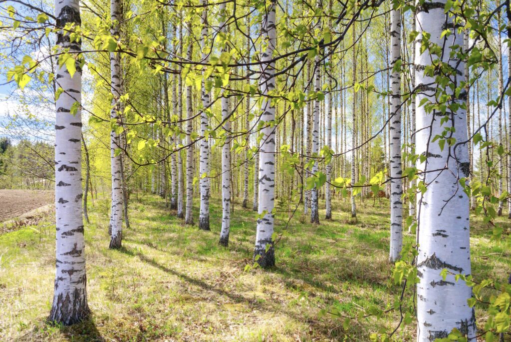 Office Closed for Ascension Day - Hacklin Hamiko